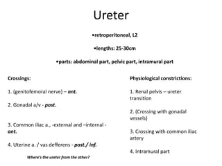 Dóra-Dávid-Anatomy-of-the-kidney-ureter-and-bladder-2018.pptx