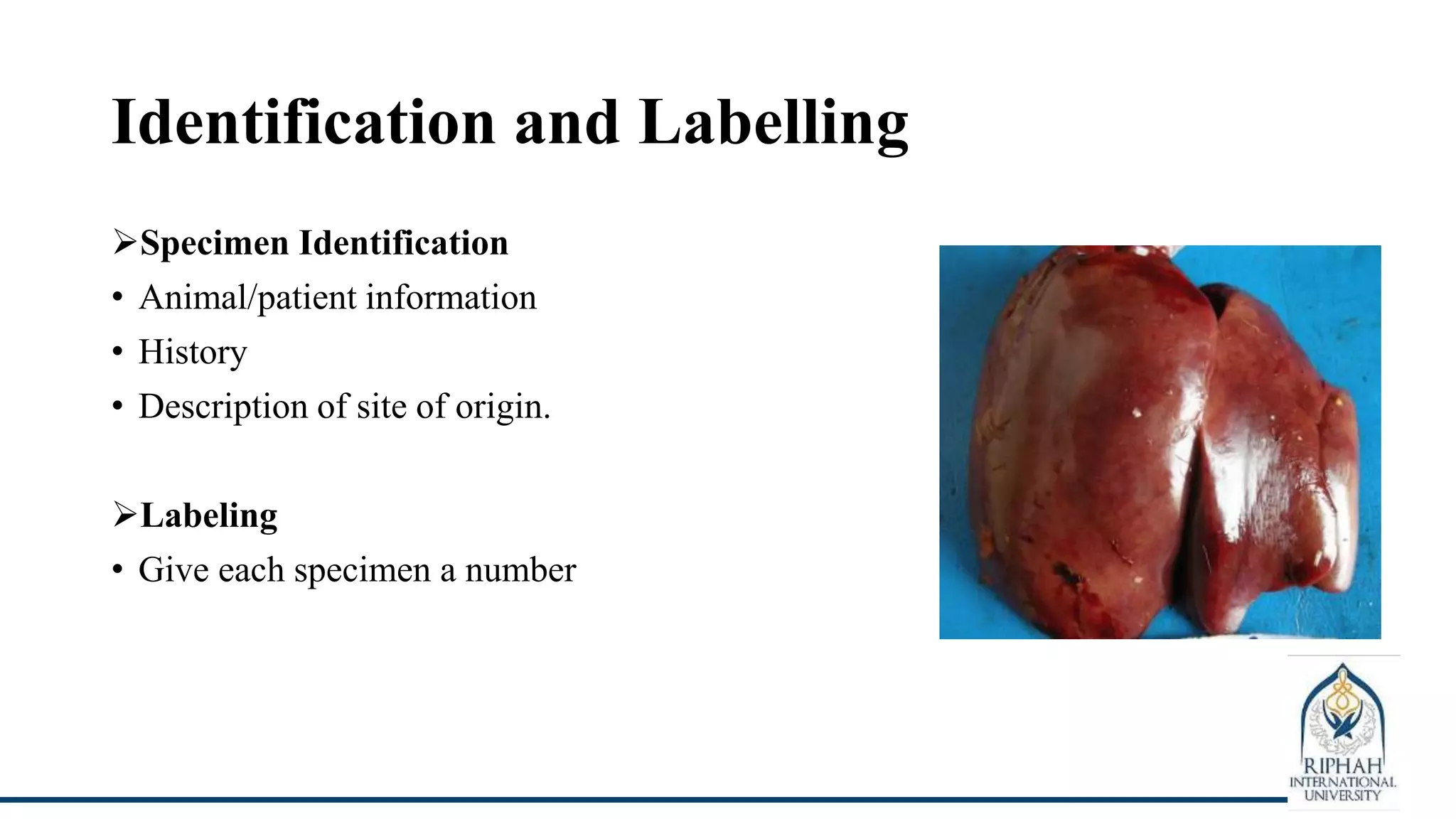 Gross Examination, Selection, Collection and Fixation of Specimen | PPTX