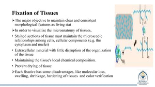 Gross Examination, Selection, Collection and Fixation of Specimen | PPTX