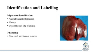 Gross Examination, Selection, Collection and Fixation of Specimen | PPTX