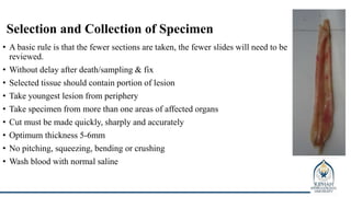 Gross Examination, Selection, Collection and Fixation of Specimen | PPTX