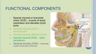 DR AB's facial nerve applied anatomy and palsy (PG) | PPTX
