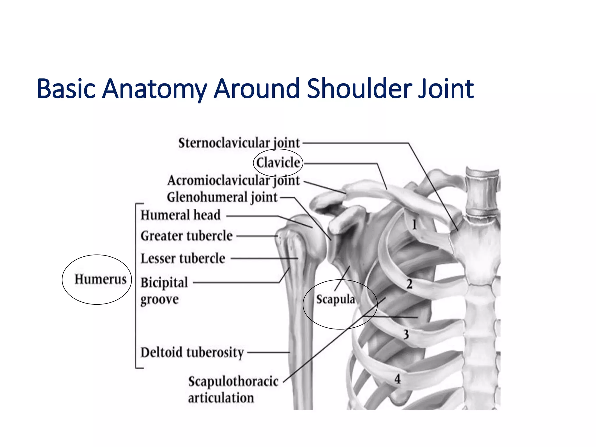 Shoulder Injuriespptx