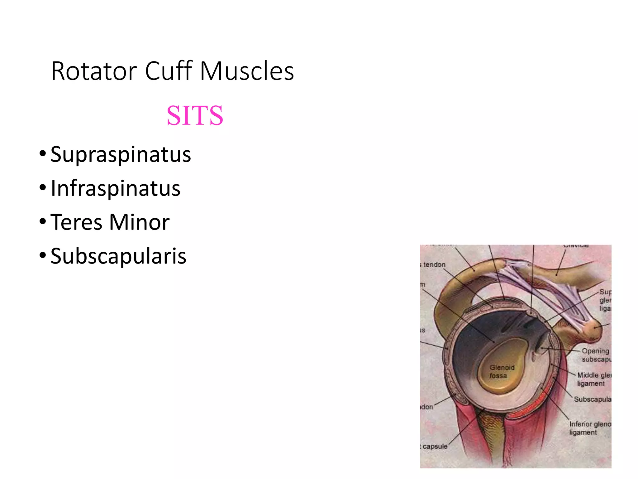 Shoulder Injuriespptx