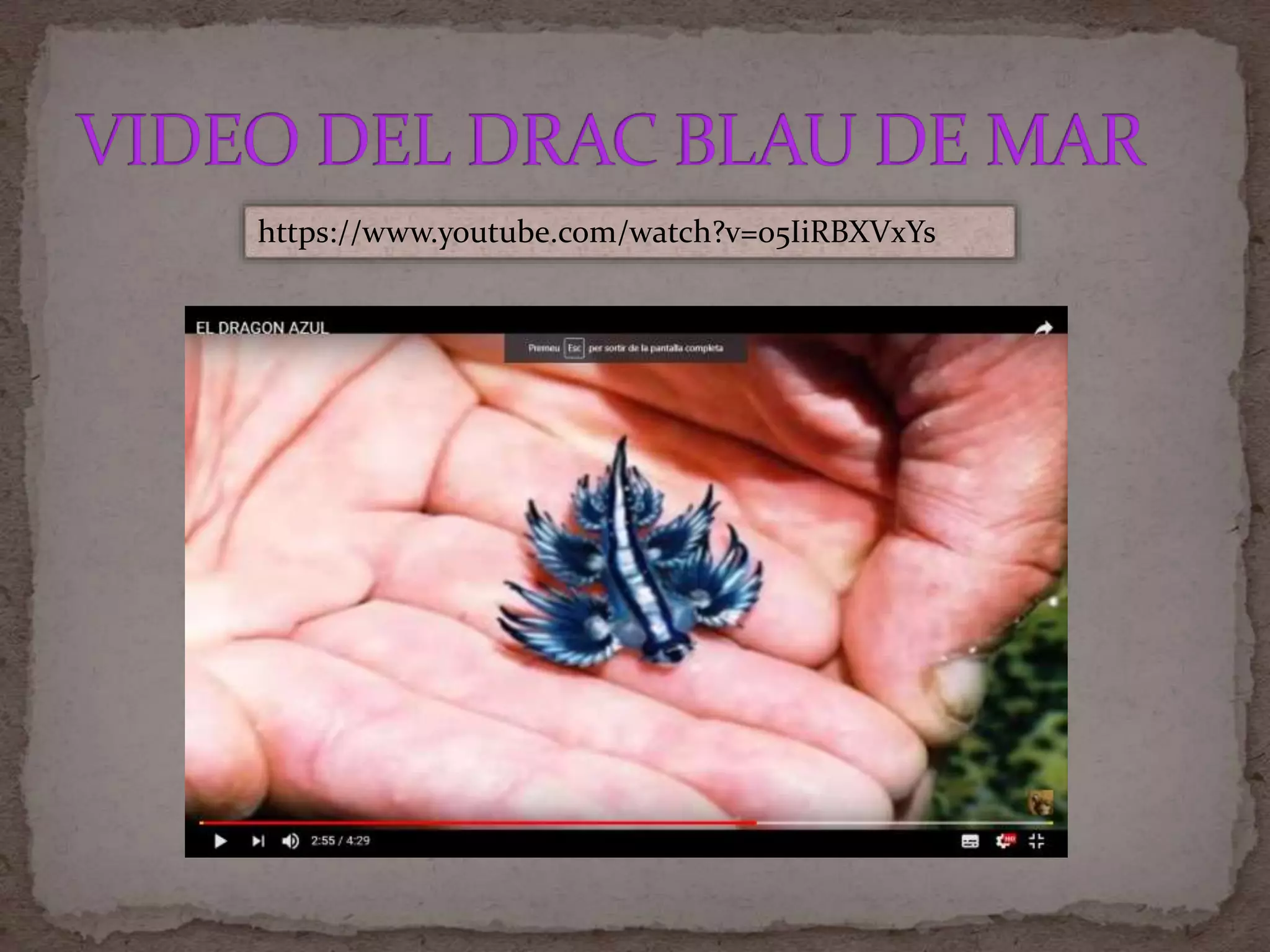 Drac blau de mar | PPTX