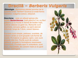 dracila -descrieire generala - toxicitate .pptx