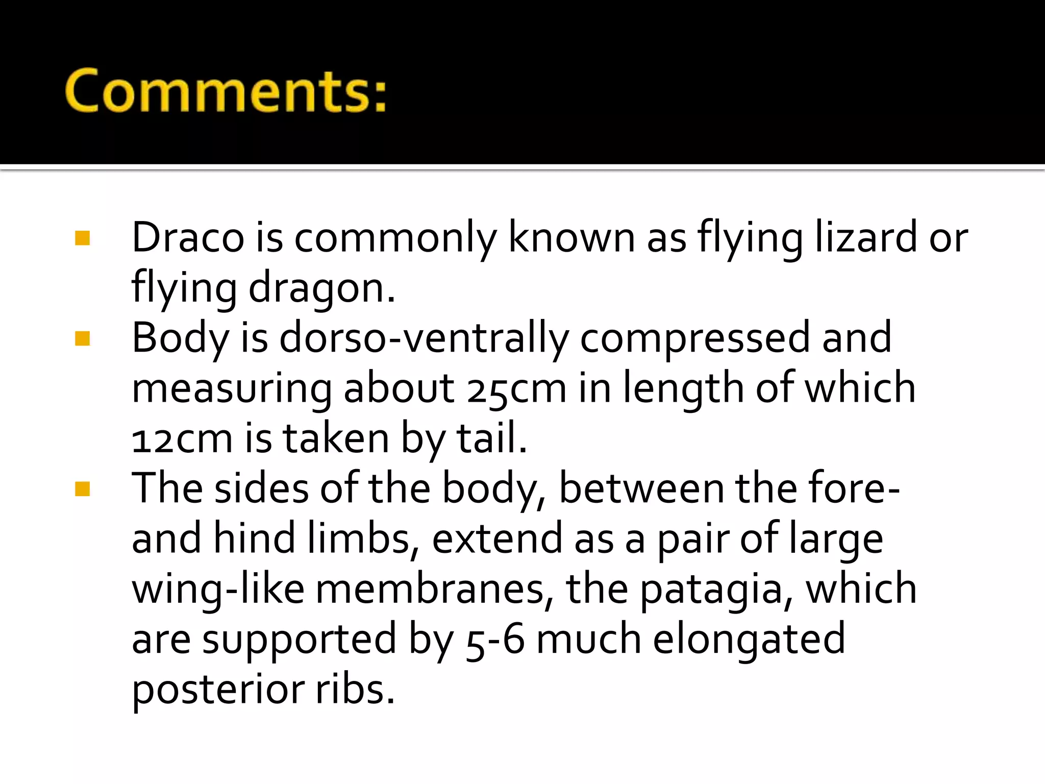 Draco volans | PPTX
