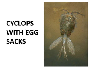 DRACUNCULIASIS CONTROL PROGRAMME-INDIA | PPTX
