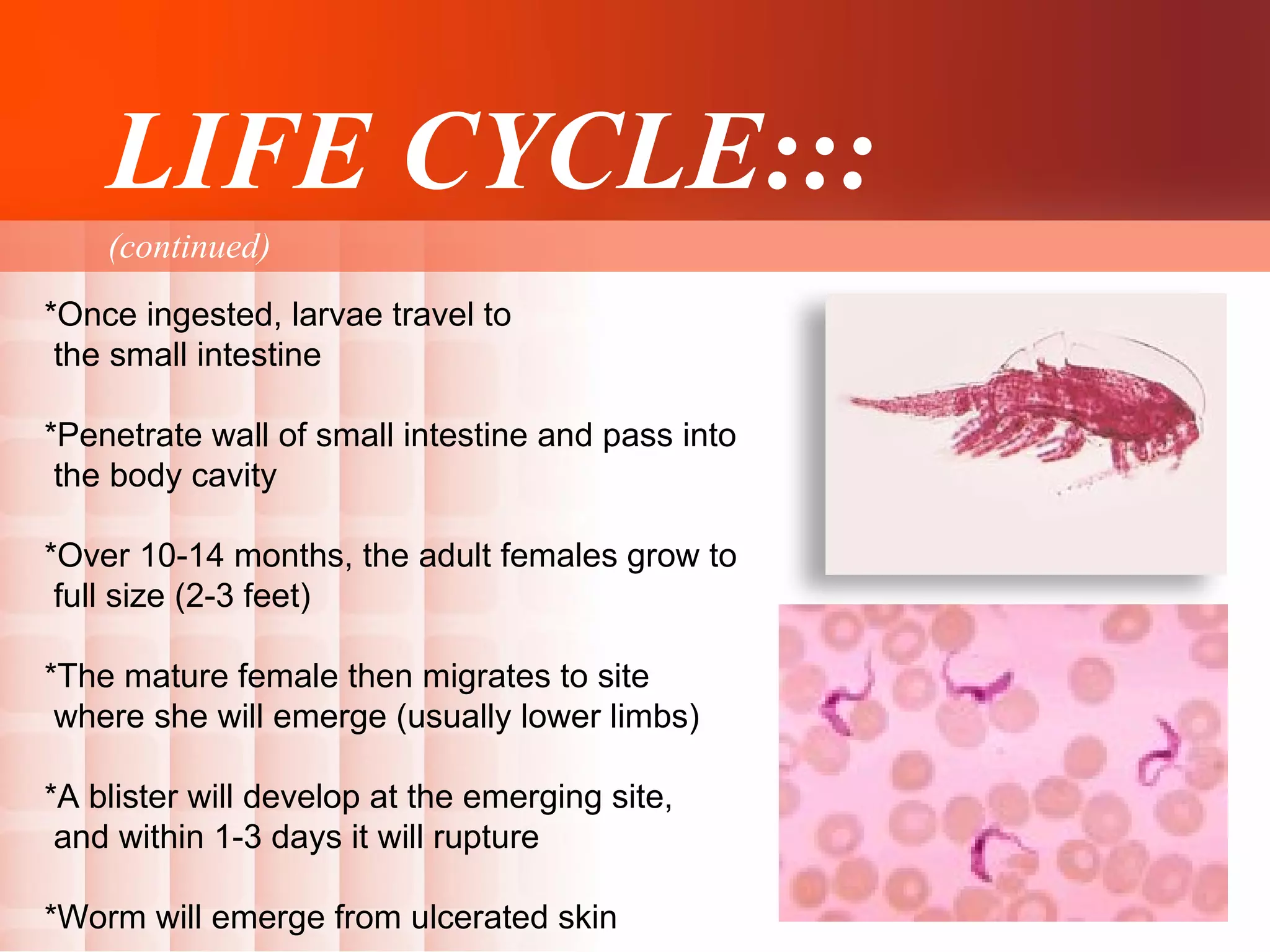 Dracunculiasis (Dracunculus medinensis) (guinea worm disease) | PPT