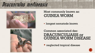 Dracunculus medinensis | PDF