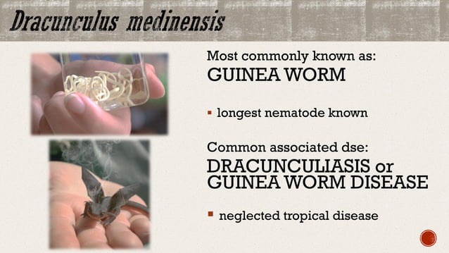 Dracunculus medinensis | PPT