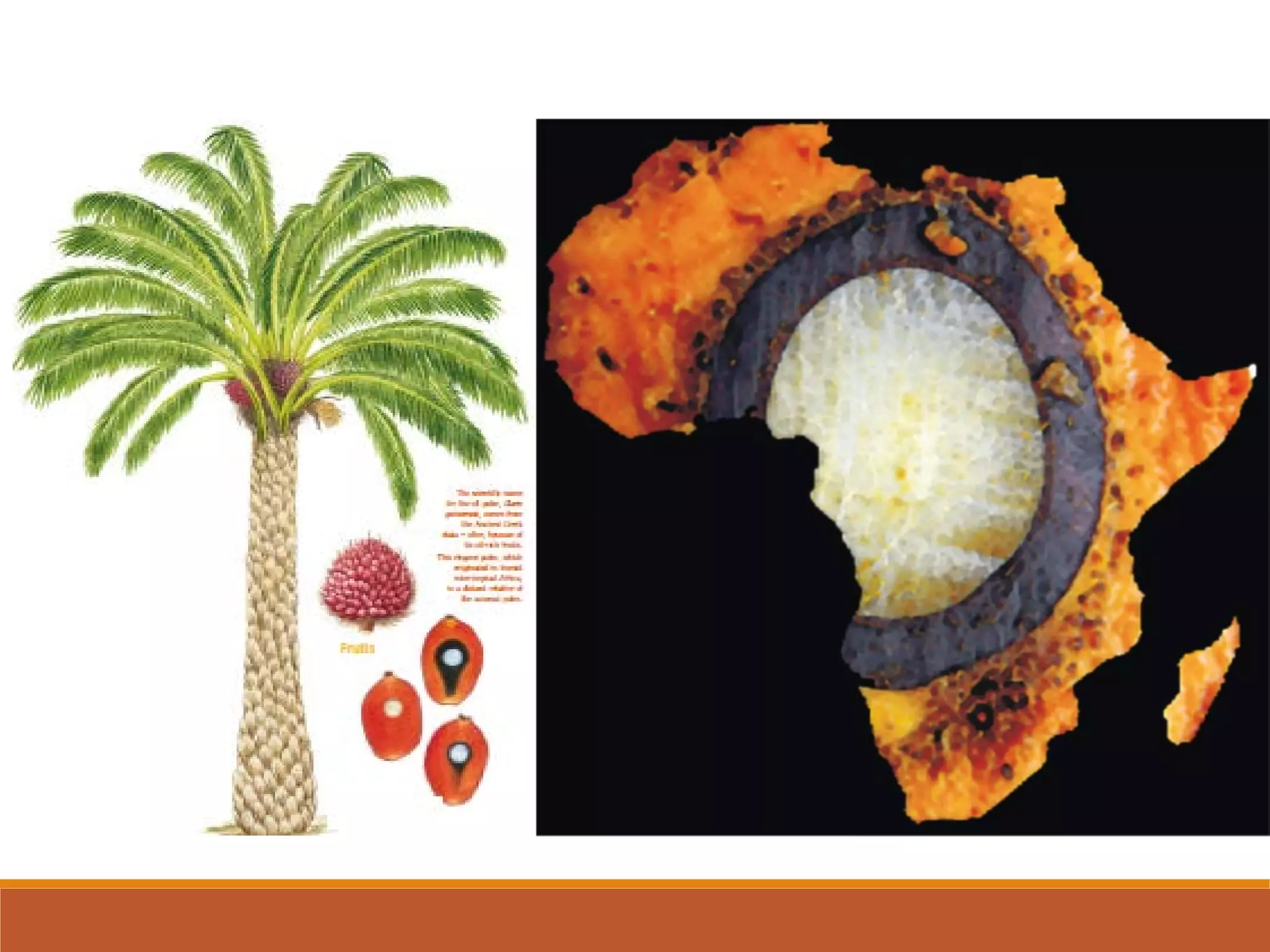 Palm Oil and its Applications in Oleochemicals Industries: an Overview ...