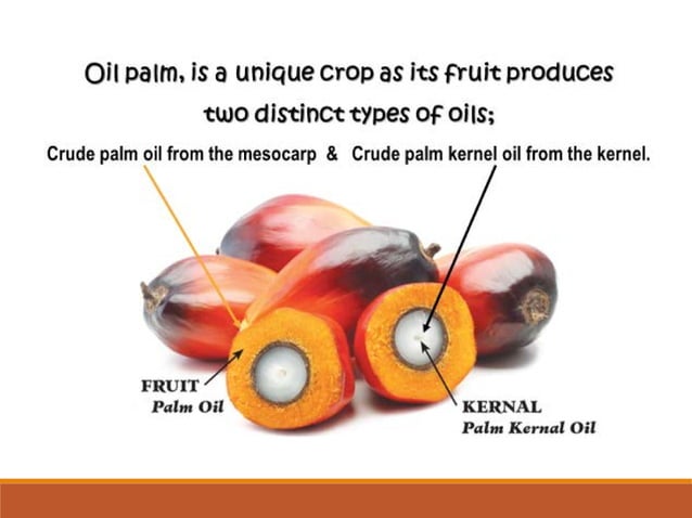 Palm Oil and its Applications in Oleochemicals Industries: an Overview ...