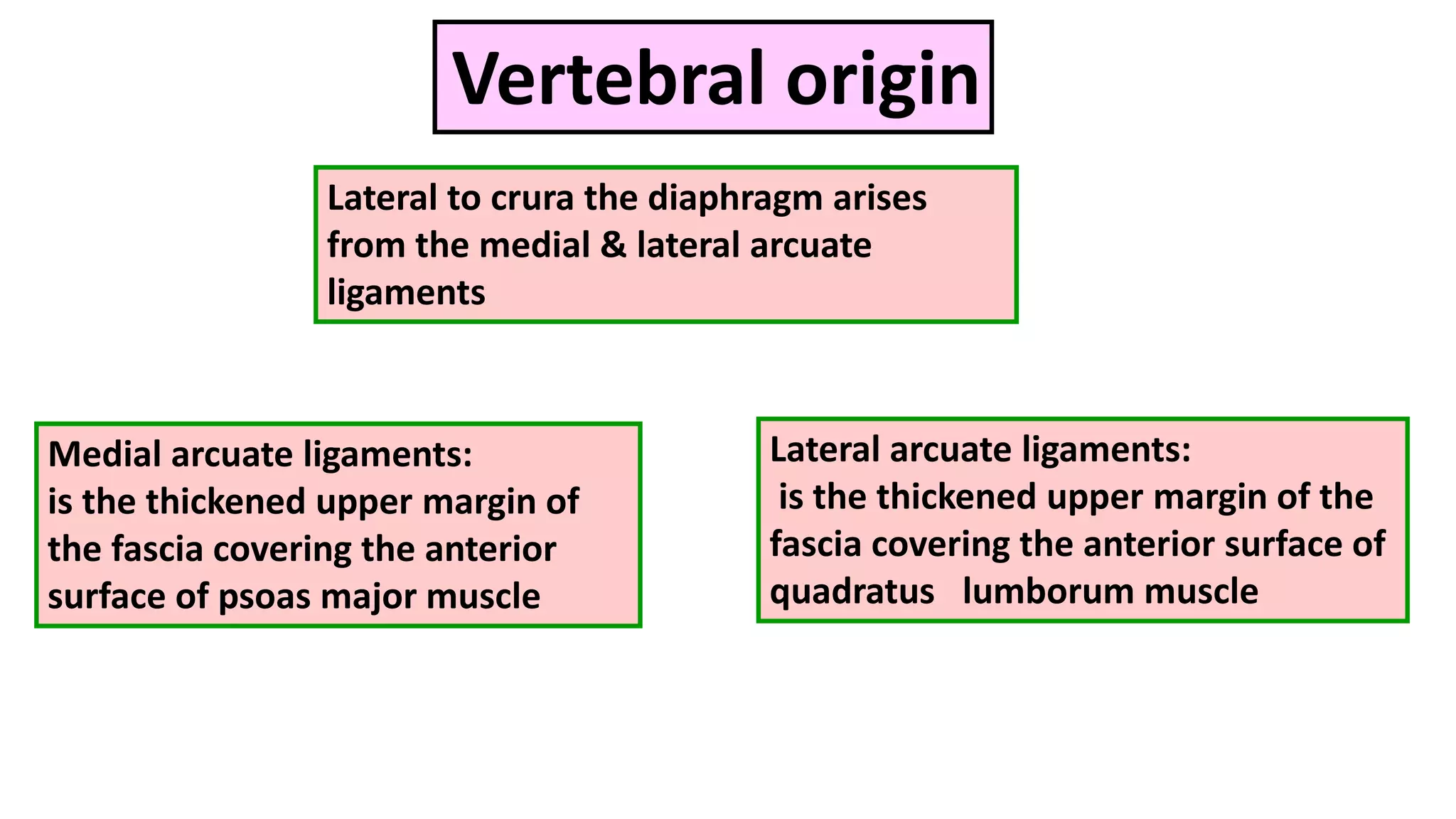 Diaphragm and chest wall anatomy with some clinical correlates | PPTX