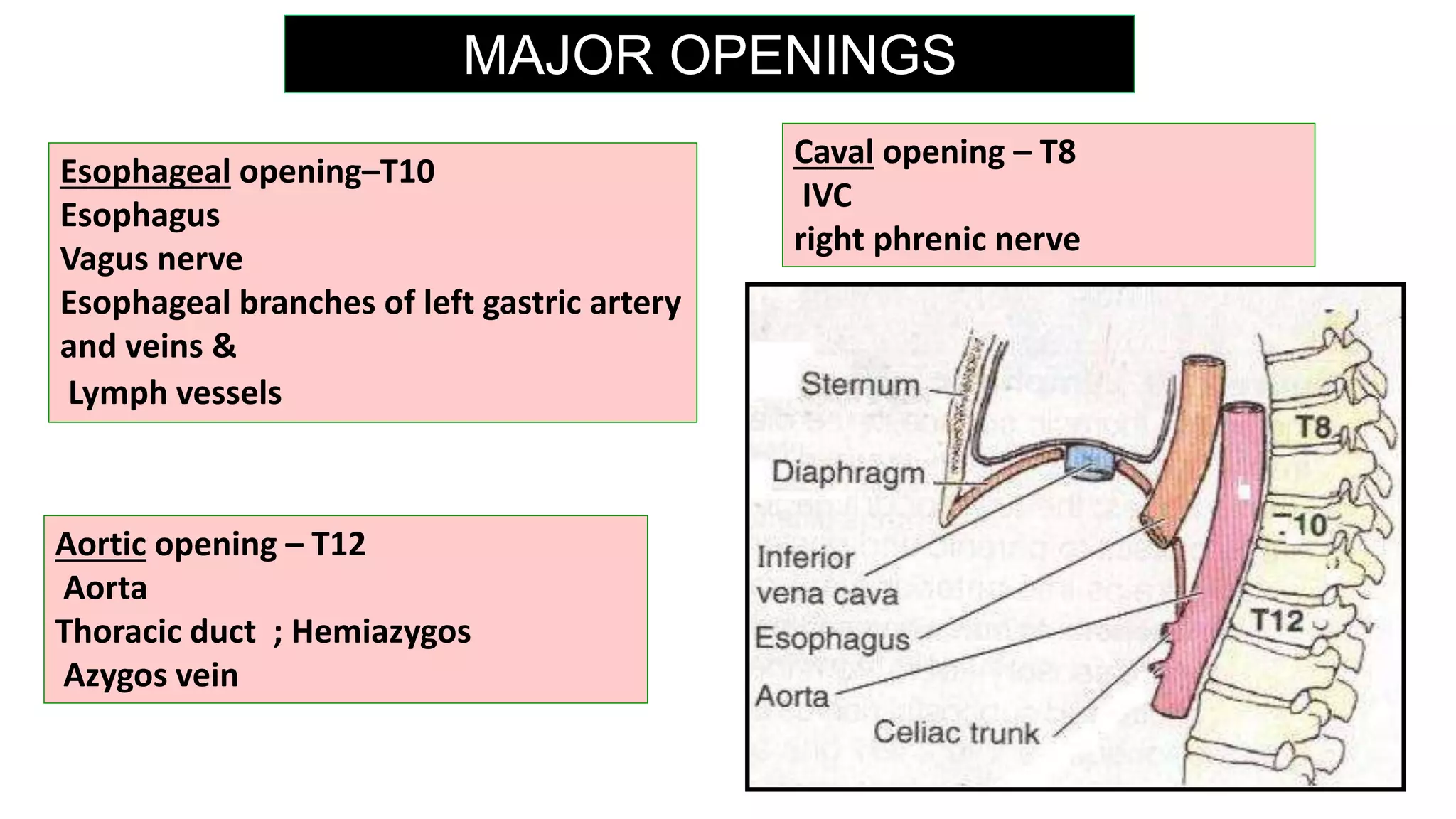 Diaphragm and chest wall anatomy with some clinical correlates | PPTX