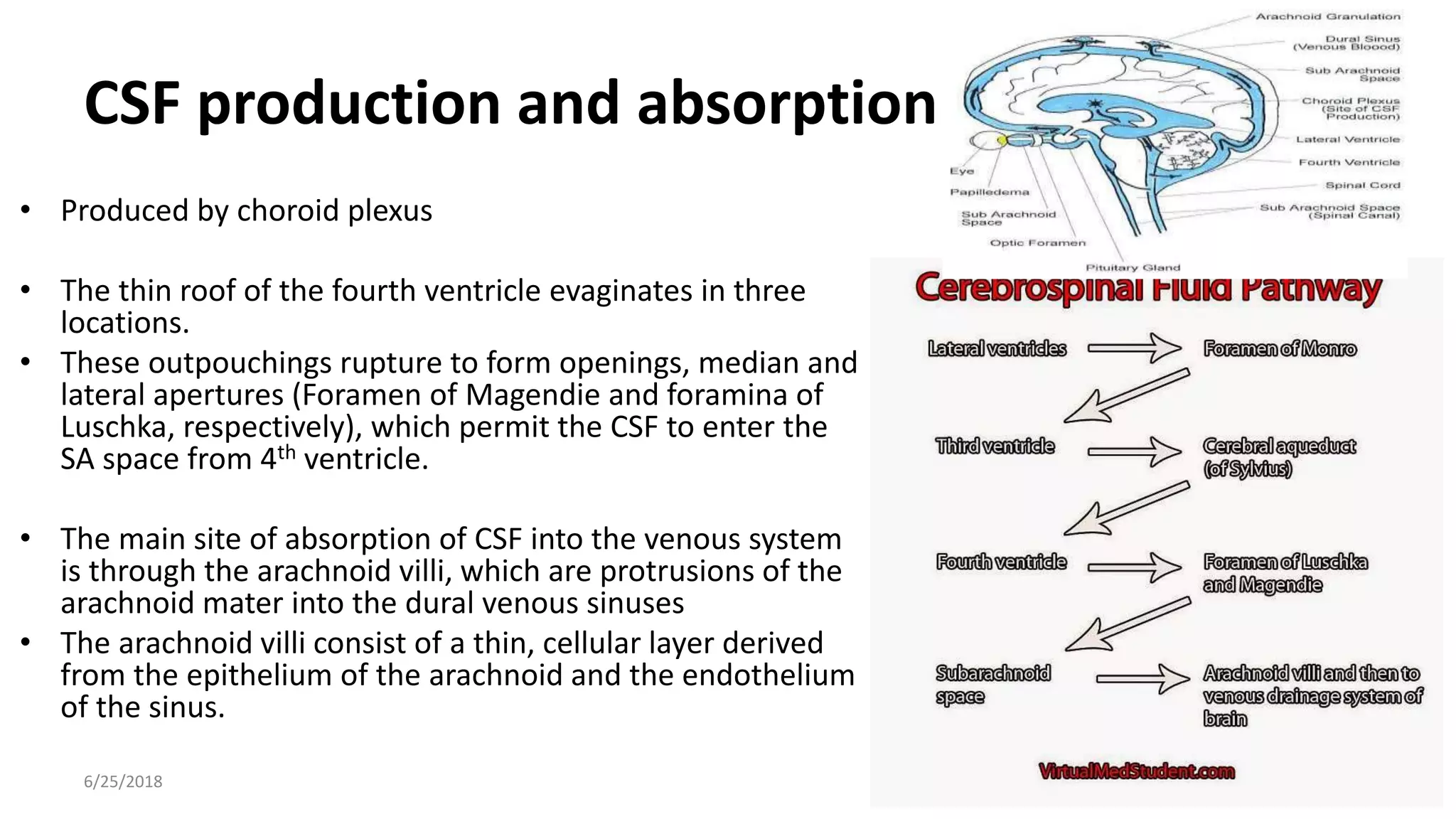 embryology of brain | PPTX