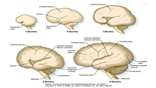 embryology of brain | PPTX