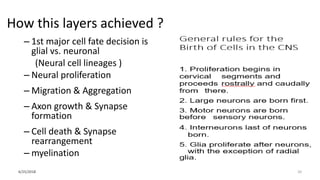 embryology of brain | PPTX
