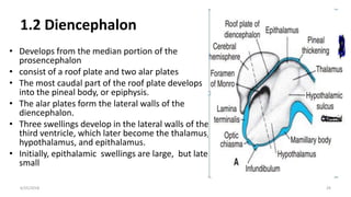 embryology of brain | PPTX