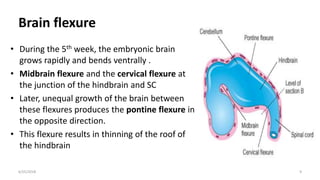 embryology of brain | PPTX