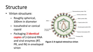 Retrovirus Structure