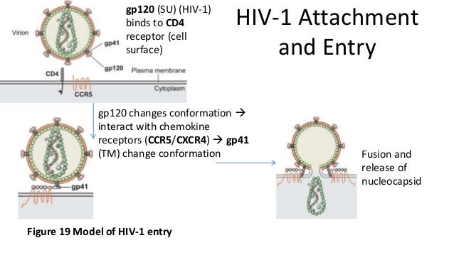 Retroviruses and HIV