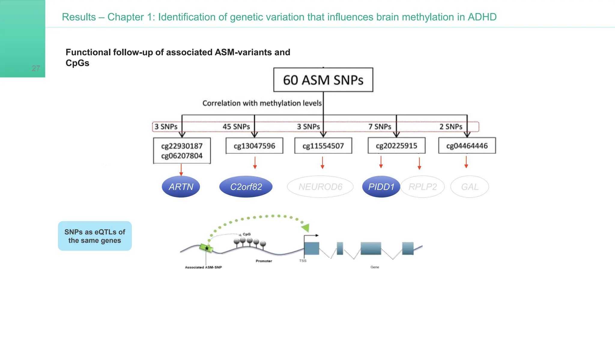 Genetics and epigenetics of ADHD and comorbid conditions | PPTX
