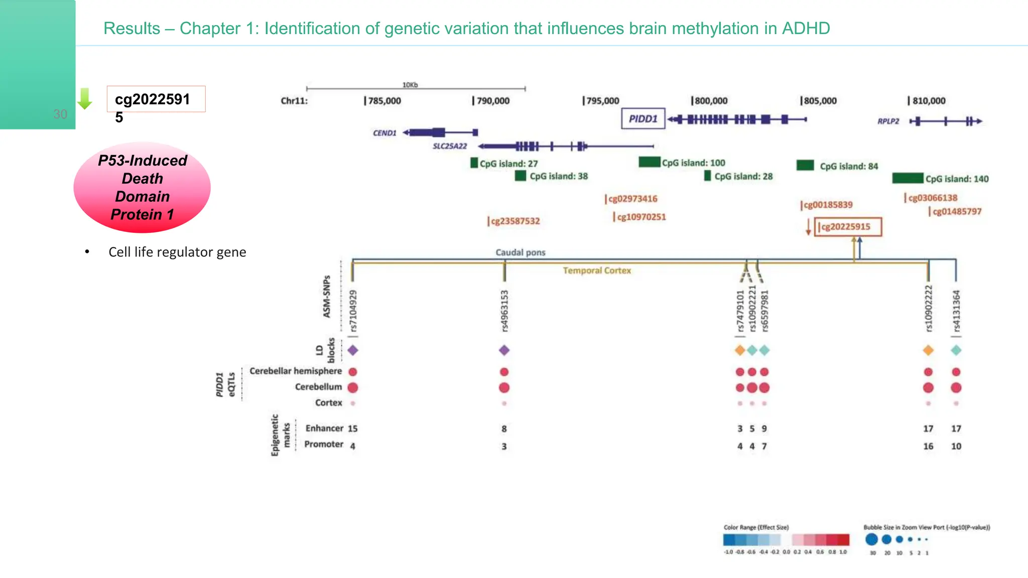 Genetics and epigenetics of ADHD and comorbid conditions | PPTX