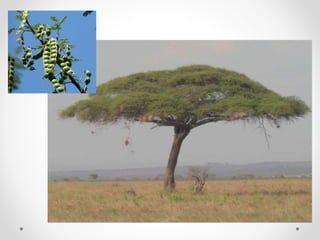 Greener Independence Day - Plant Trees This Independence Day | PPTX