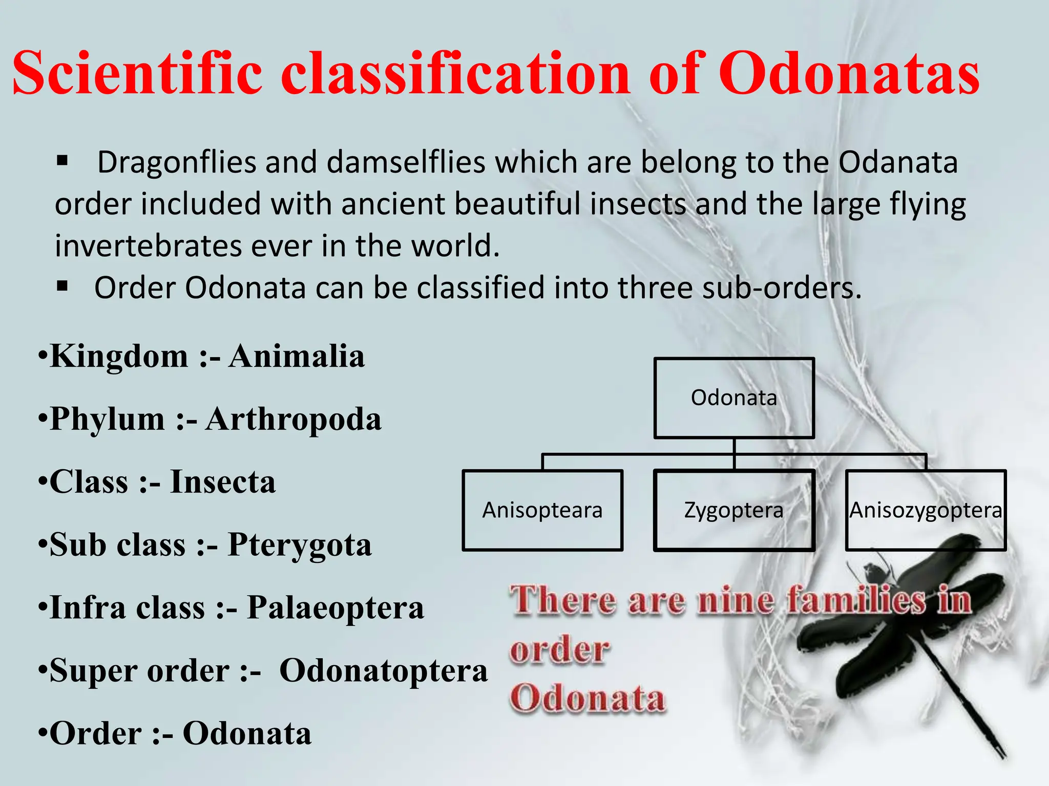 dragon-fly-180624113836. pdf | PDF