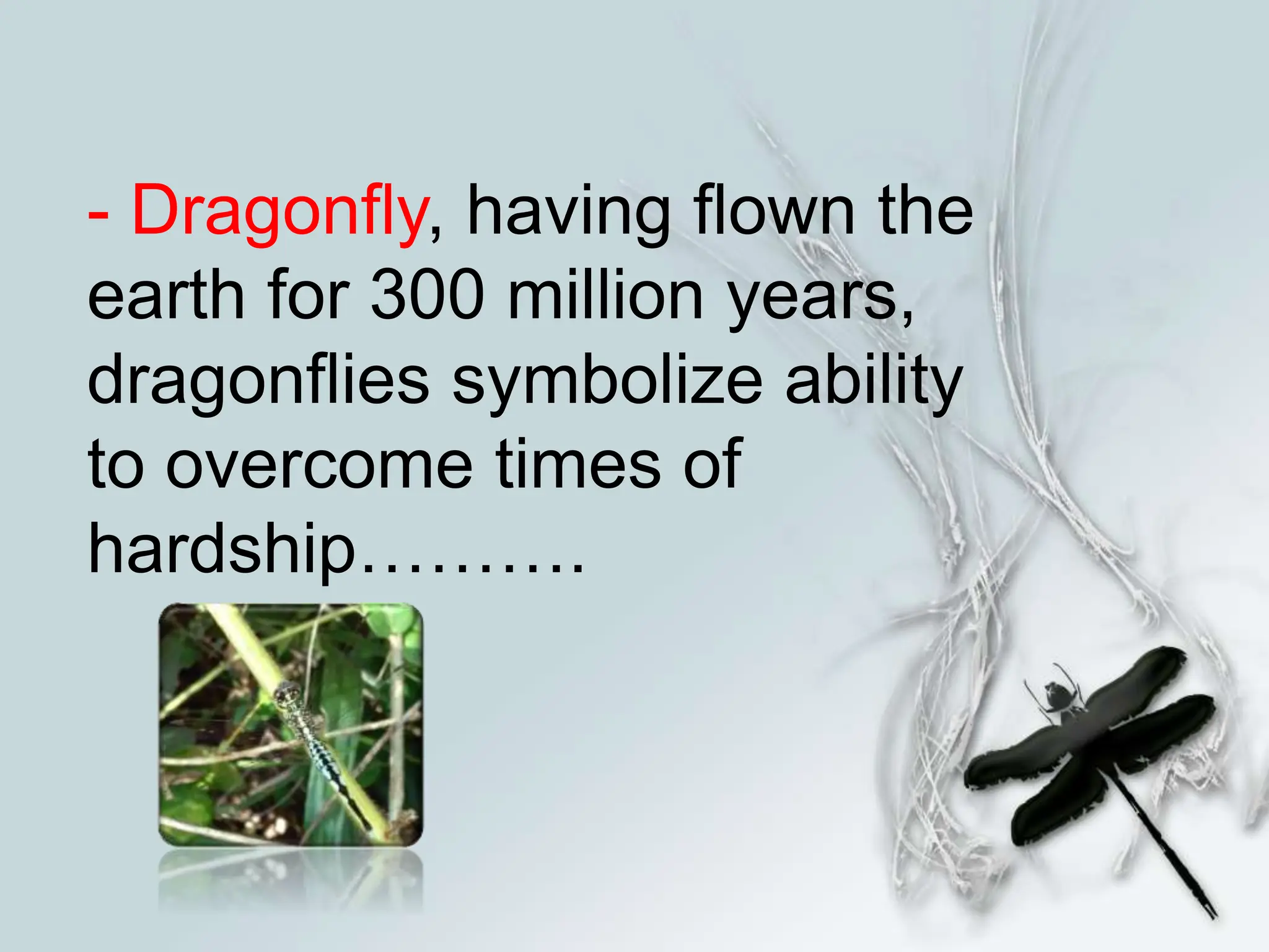 dragon-fly-180624113836. pdf | PPT