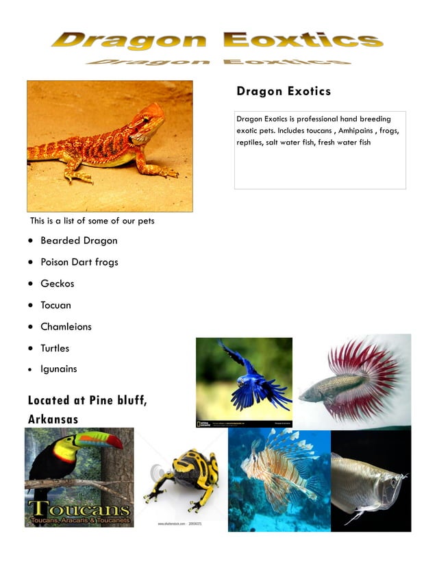 Dragon exotics | PDF | Free Download