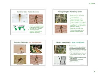 Dragonflies 2017-notes | PPT