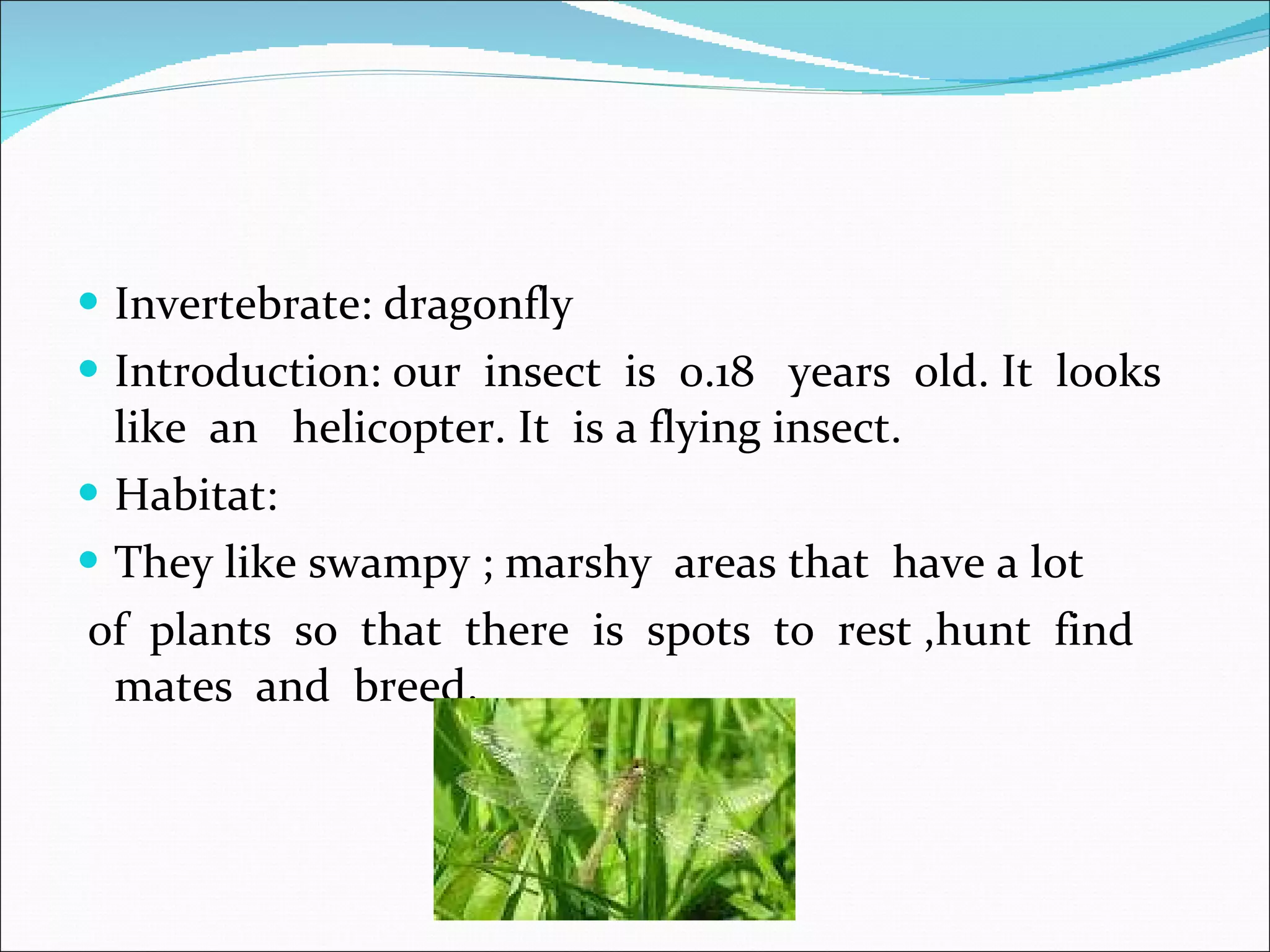 Dragon Fly | PPT