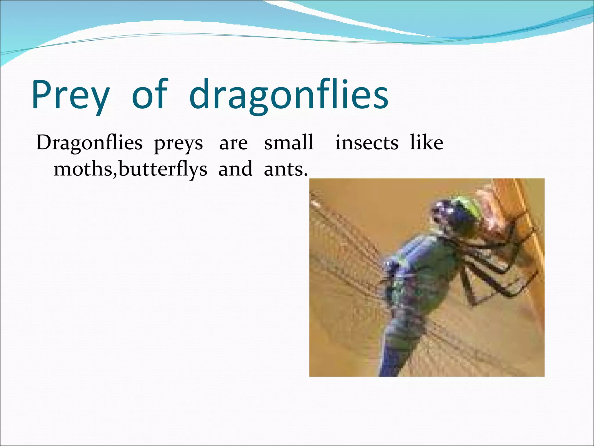 Dragon Fly | PPT