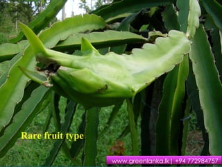 Dragon fruit cultivation in Sri Lanka (english) | PDF