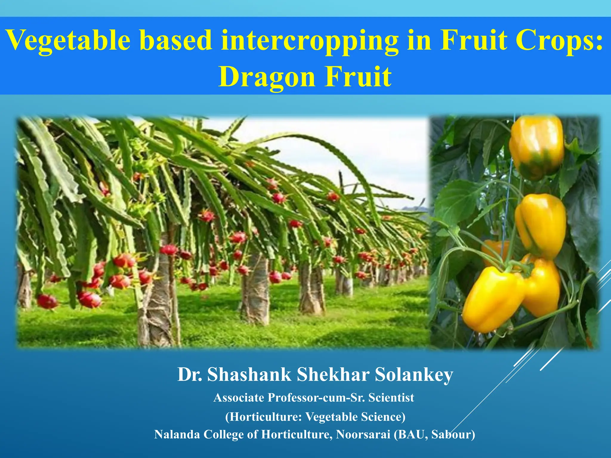 Vegetable based intercropping in Fruit Crops: Dragon Fruit | PPTX