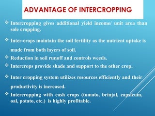 Vegetable based intercropping in Fruit Crops: Dragon Fruit | PPTX