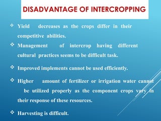 Vegetable based intercropping in Fruit Crops: Dragon Fruit | PPTX