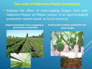 Vegetable based intercropping in Fruit Crops: Dragon Fruit | PPTX