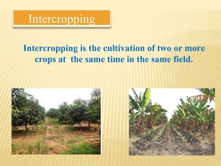 Vegetable based intercropping in Fruit Crops: Dragon Fruit | PPTX