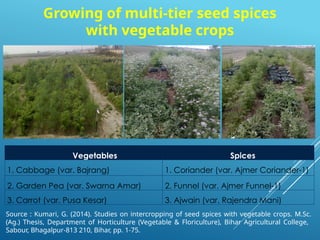 Vegetable based intercropping in Fruit Crops: Dragon Fruit | PPTX