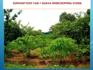 Vegetable based intercropping in Fruit Crops: Dragon Fruit | PPTX