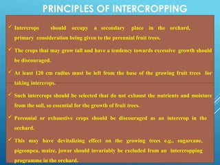Vegetable based intercropping in Fruit Crops: Dragon Fruit | PPTX