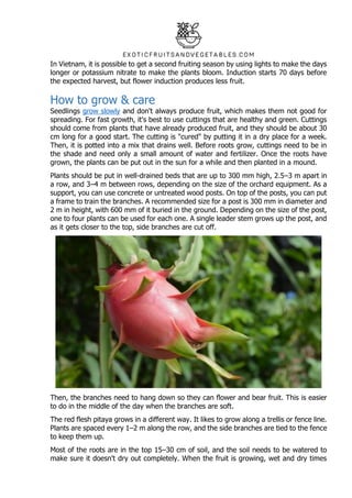 Dragon fruit, pitaya, pitahaya.pdf | Gardening | Home & Garden