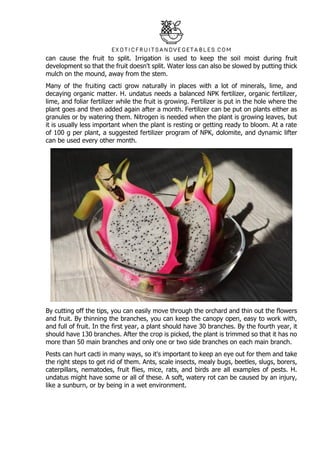 Dragon fruit, pitaya, pitahaya.pdf | Gardening | Home & Garden