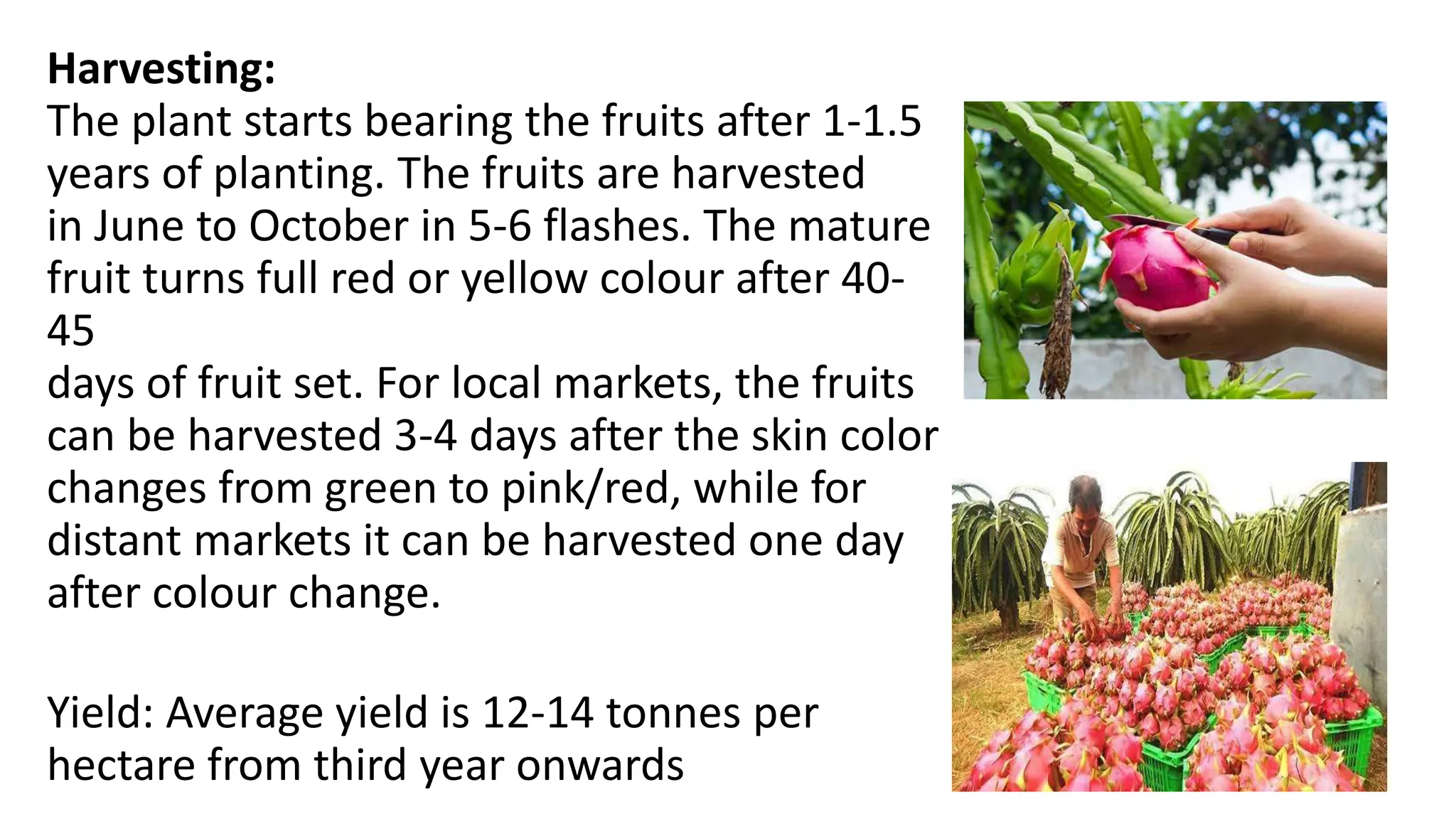 Dragon fruit ppt.pptx