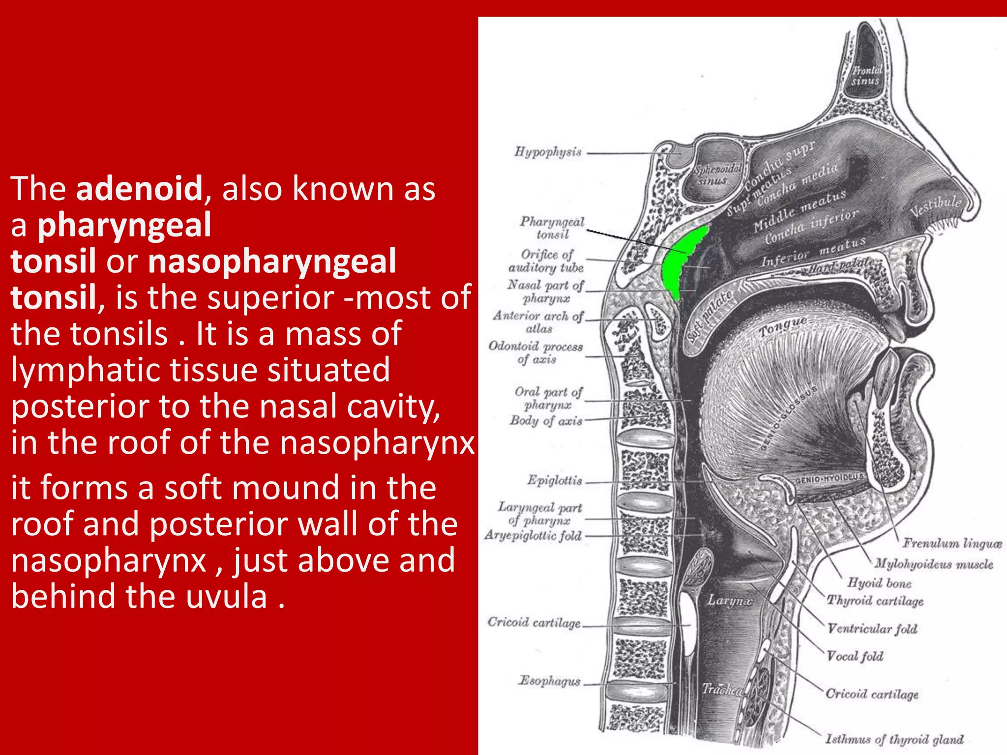 Dr ahmed esawy imaging of adeniod enlargment | PDF