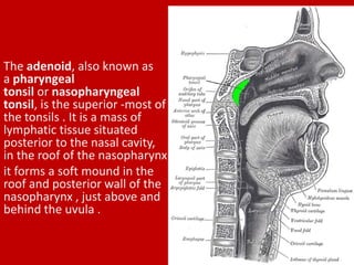 Dr ahmed esawy imaging of adeniod enlargment | PDF