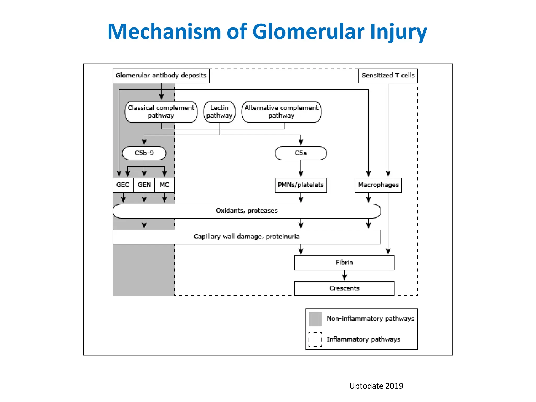 dr Aida Lydia - Practical Approach in CLomerular Disease (1).pptx ...